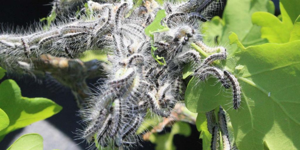 EICHENPROZESSIONSSPINNER: KLEINE RAUPE, GROSSE WIRKUNG ...